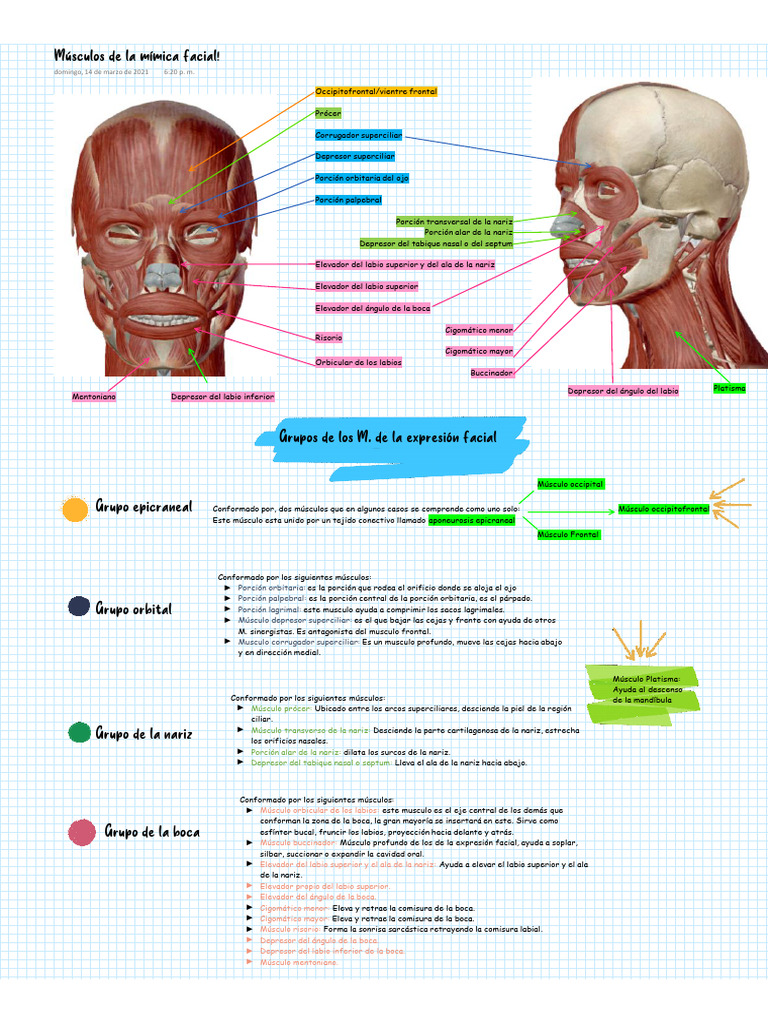 Anatomía de los Músculos Faciales | PDF | Nariz humana | Cara