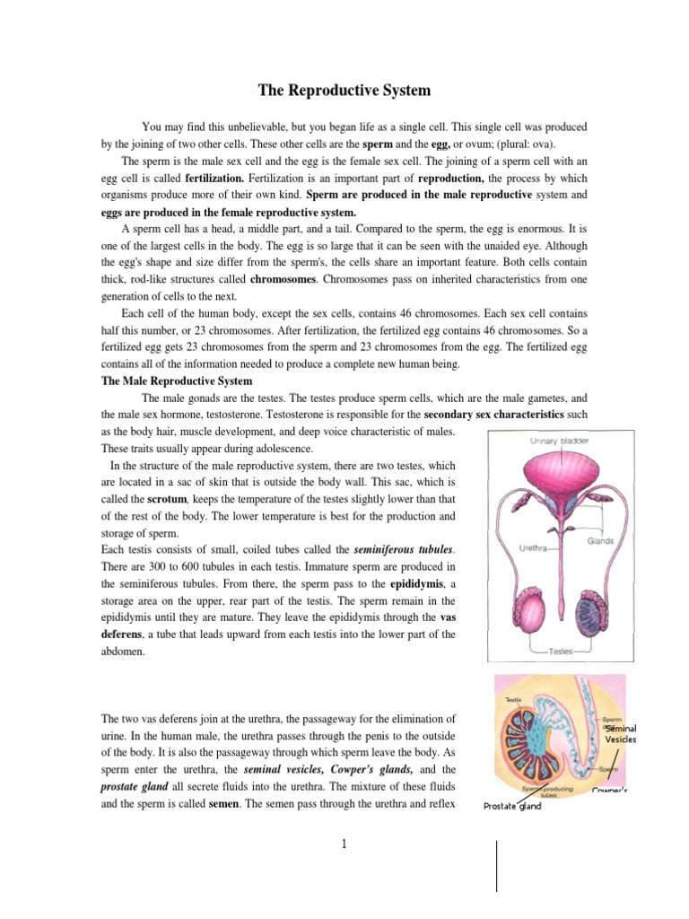 The Reproductive System | PDF