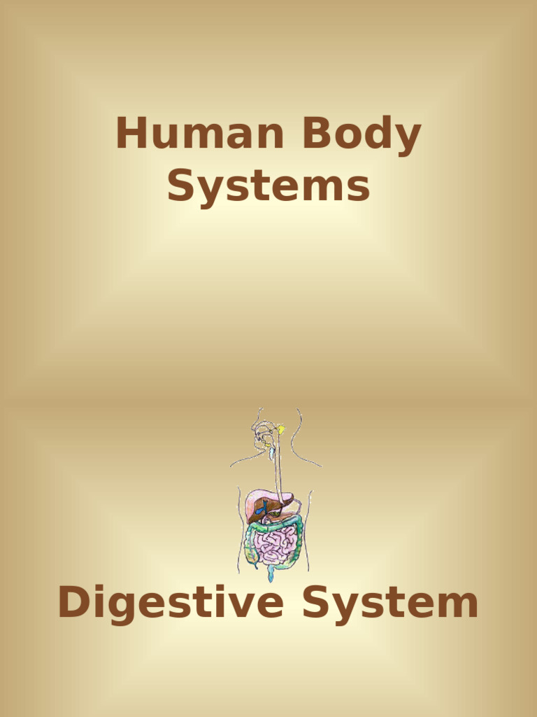 Human Body Systems | PDF | Digestion | Integumentary System