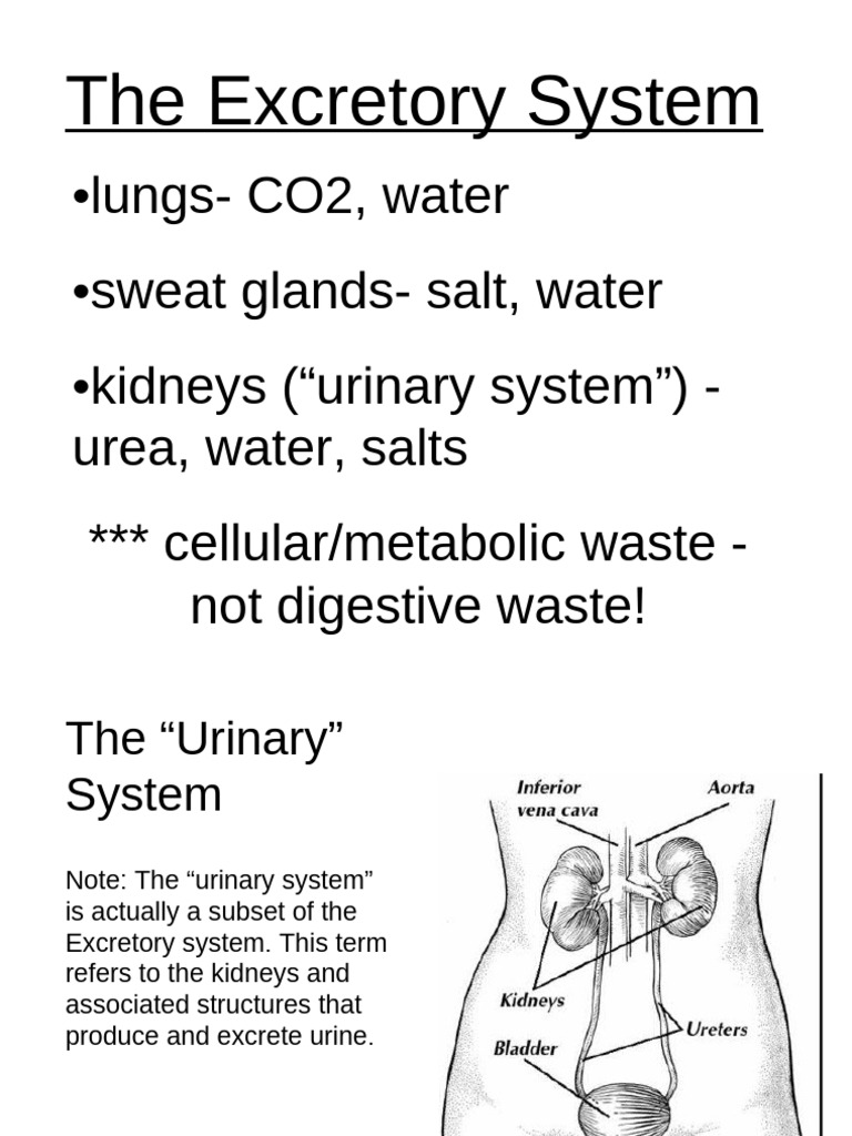 Understanding the Excretory System | PDF | Kidney | Urinary System