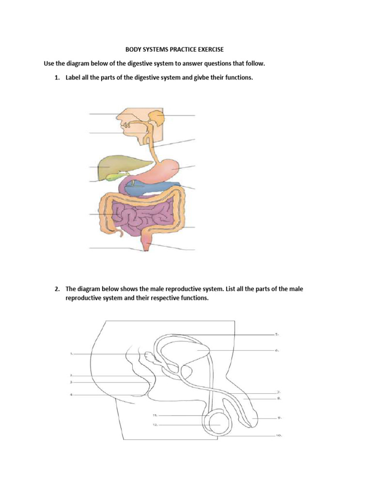 Body Systems Practice Exercise | PDF