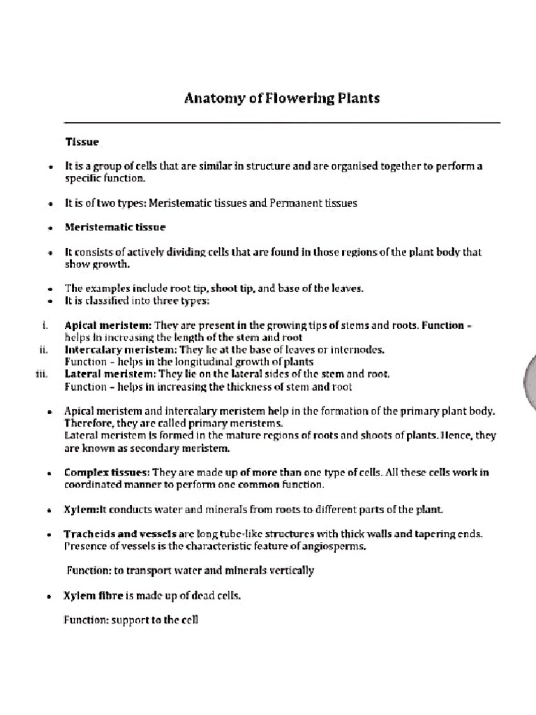 Class XI Biology Anatomy of Flowering Plants | PDF