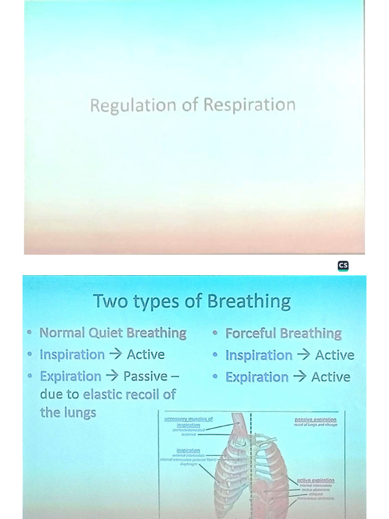 (PHYSIO) Neural Regulation of Respiration by DR Mozaffer Rahim | PDF