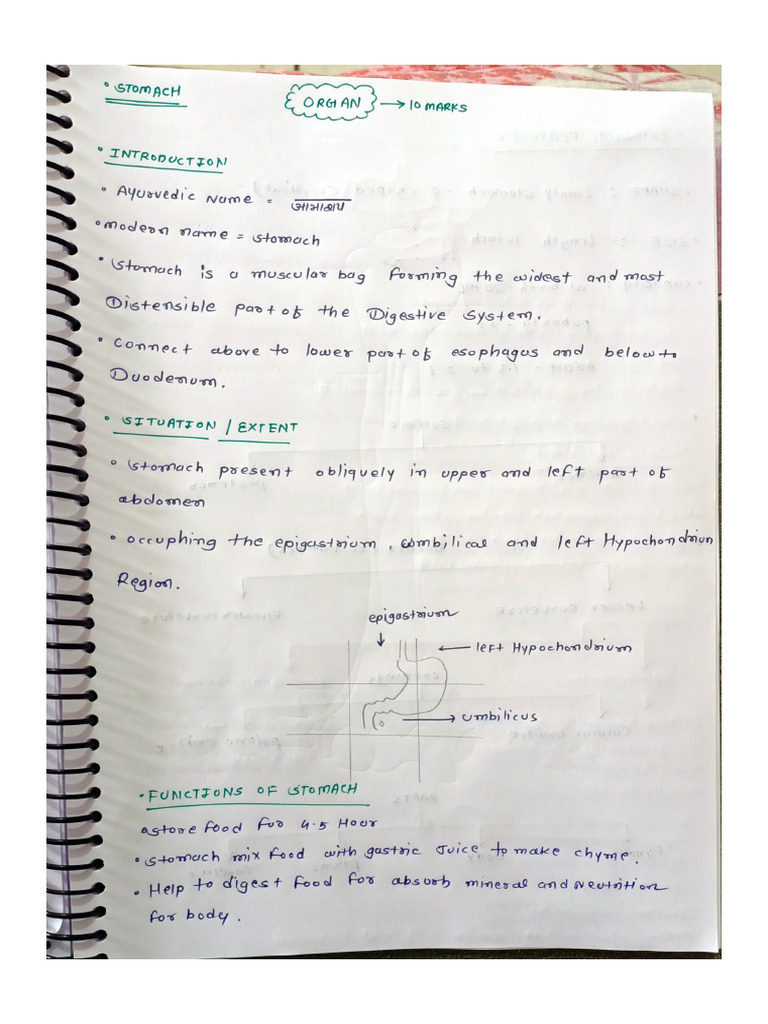 Stomach Anatomy | PDF