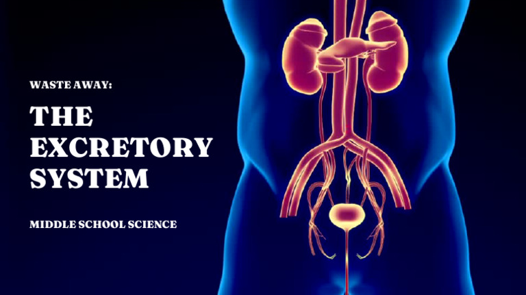 The Excretory Systems Education Presentation Blue Black Animated Style ...