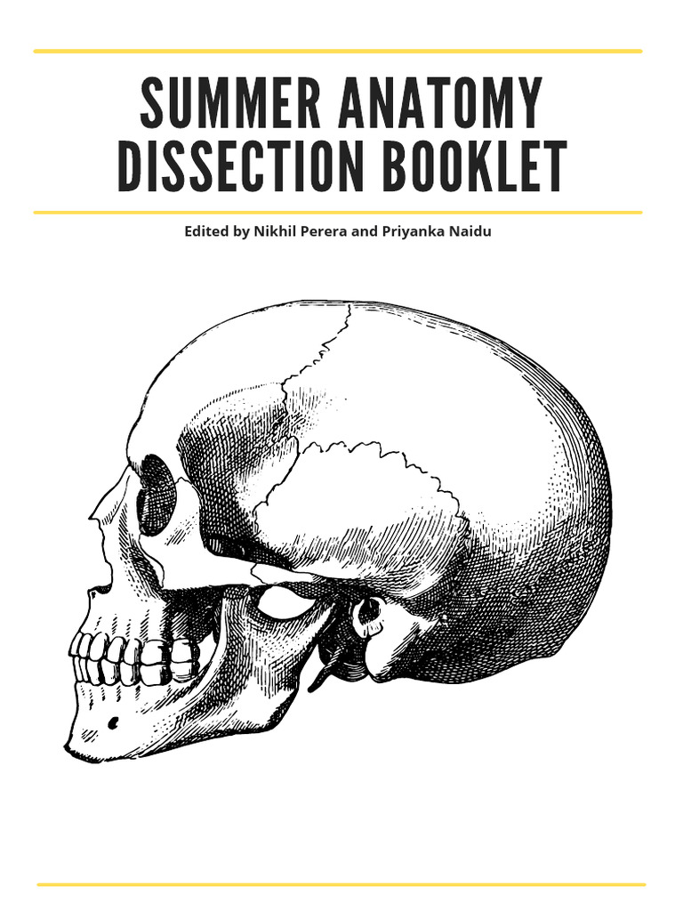 Summer Anatomy Dissection Guide | PDF | Common Carotid Artery | Neck