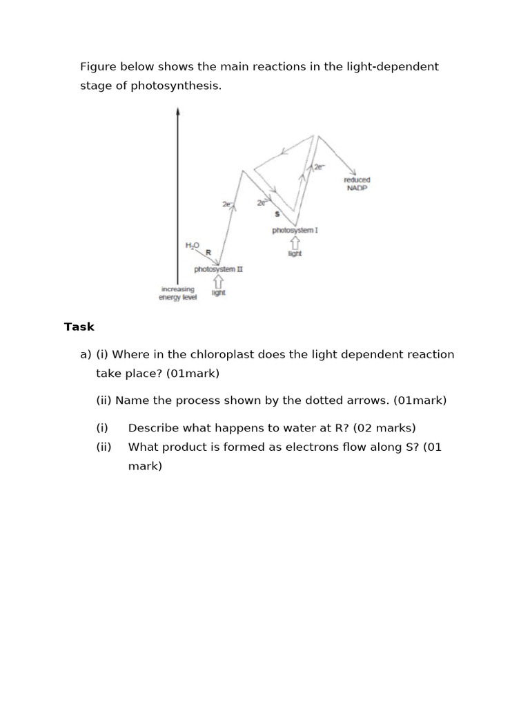 Light-Dependent Reactions in Photosynthesis | PDF