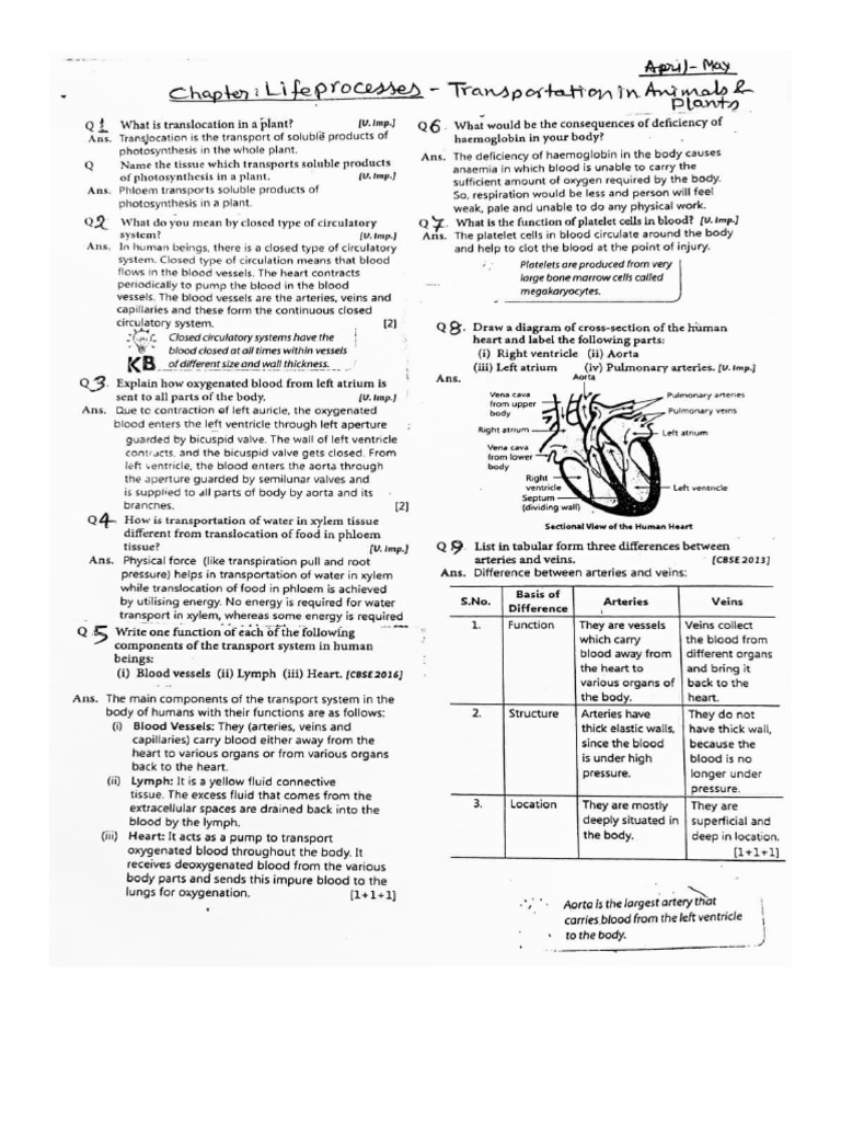 Notes Class-10, Chapter - Life Processes - Transportation and Excretion ...