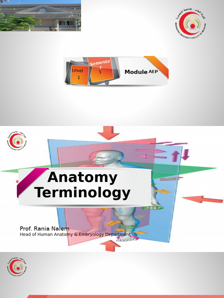 Lecture 1 (Anatomy Terminology) 24-25s | PDF | Anatomical Terms Of ...