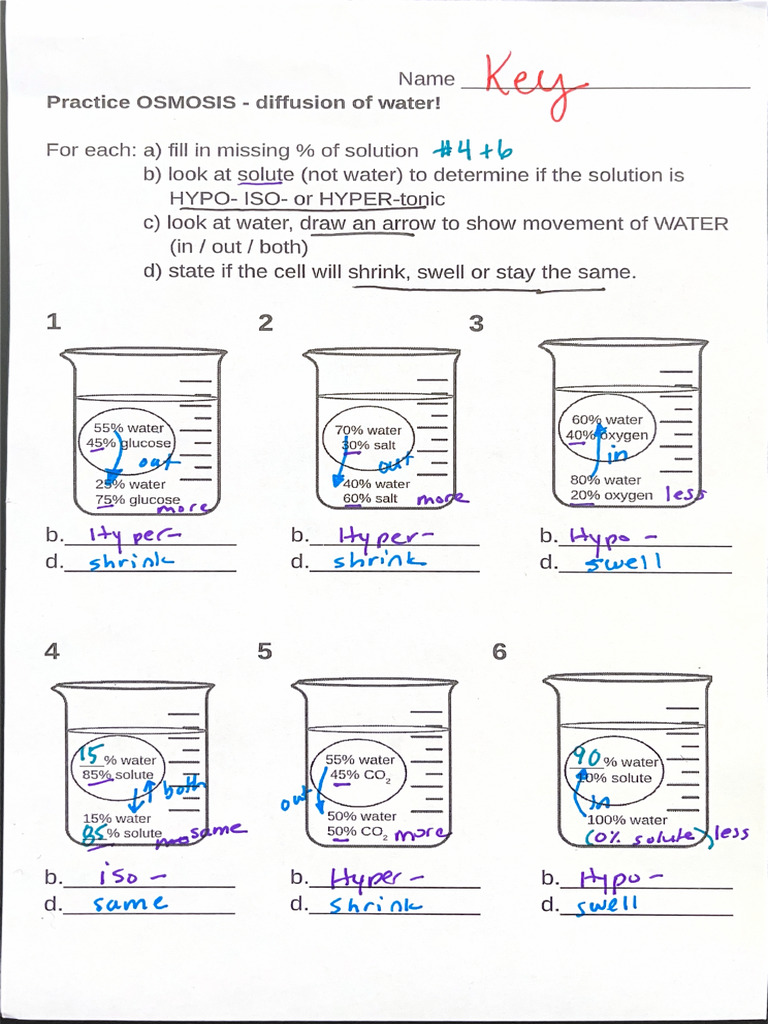 Osmosis Practice KEY | PDF