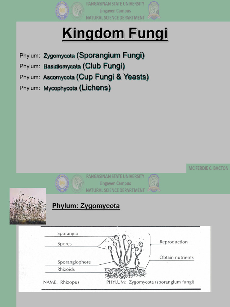 Overview of Fungi Phyla | PDF | Fungus | Sexual Reproduction