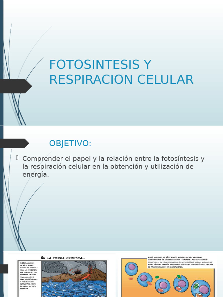 Fotosíntesis y Respiración Celular. | PDF
