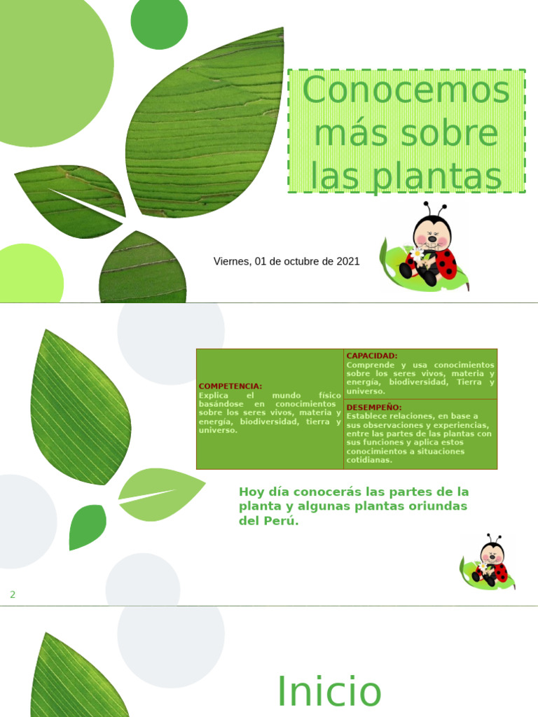 Conocemos Mas Sobre Las Plantas | PDF | Plantas | Patata