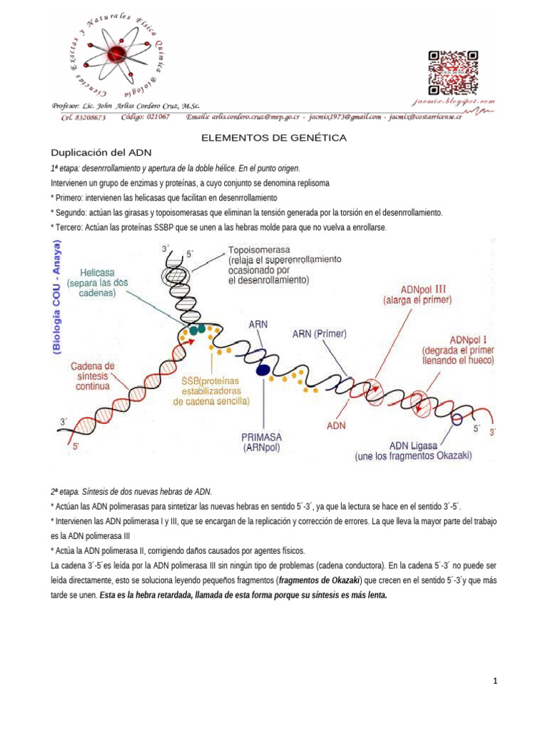 Duplicación del ADN: Proceso y Enzimas | PDF | Replicación De Adn | Adn