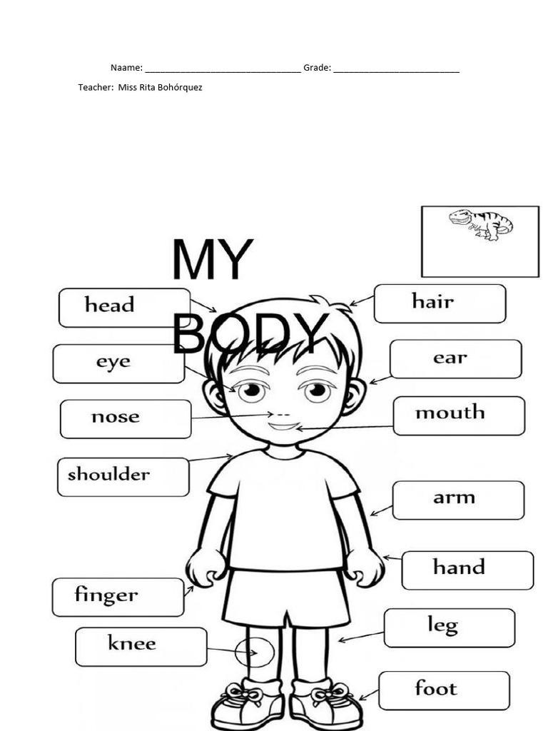 The Human Body | PDF