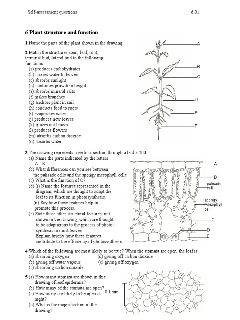 plant-structure-questions
