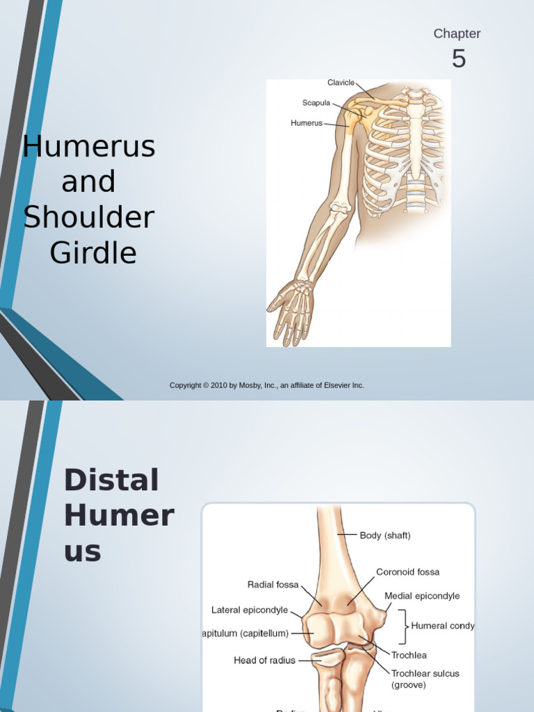 Shoulder Girdle I 2025 | PDF | Musculoskeletal System | Limbs (Anatomy)