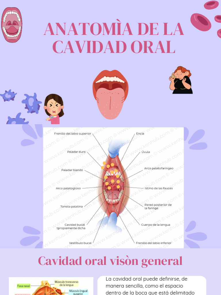 Anatomía de la Cavidad Oral y Lengua | PDF | Boca | Lengua