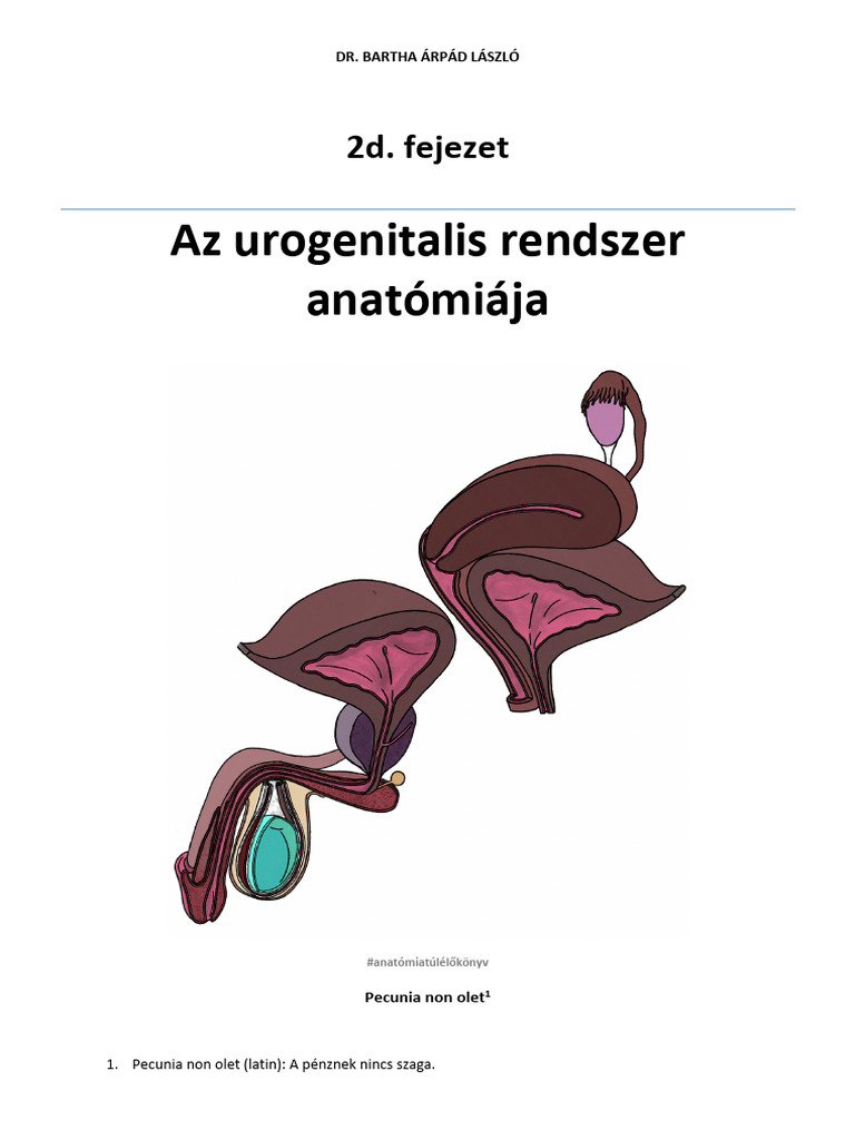 Anat 2.d - Urogenitalis Rendszer | PDF