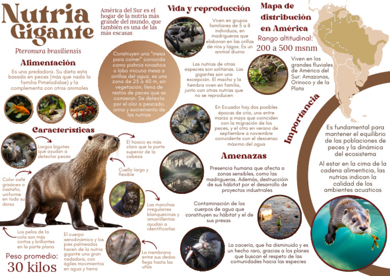 Infografía sobre la nutria gigante | PDF | Nutria | Zoología