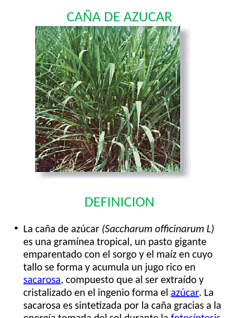 Características y partes de la caña de azúcar | PDF | Caña de azúcar ...