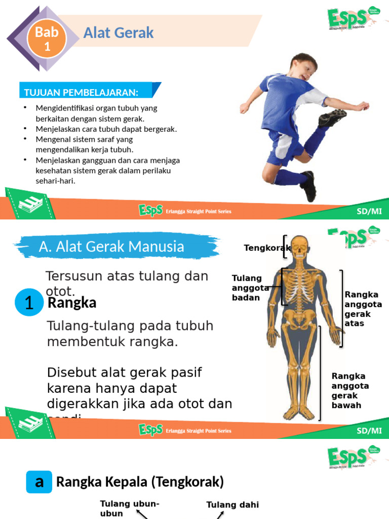 Bab1. Ipas 6 Alat Gerak | PDF