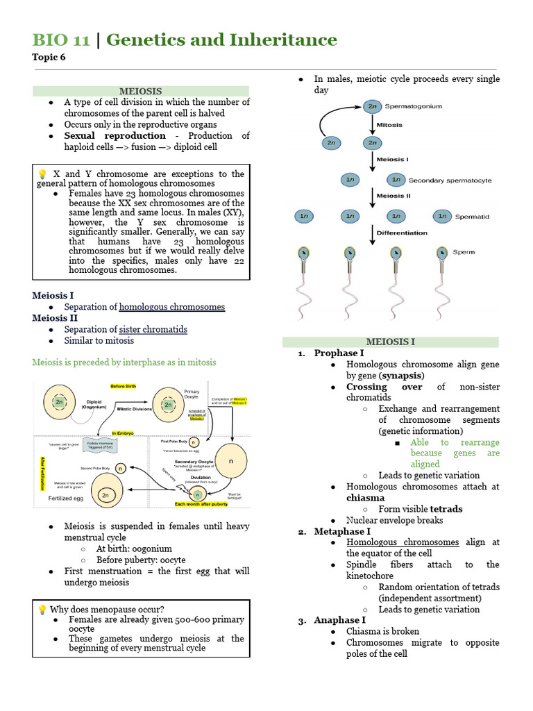 Bio 11 - Genetics and Inheritance Notes | PDF | Meiosis | Allele