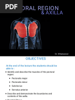 Pectoral Region Anatomy Overview | PDF