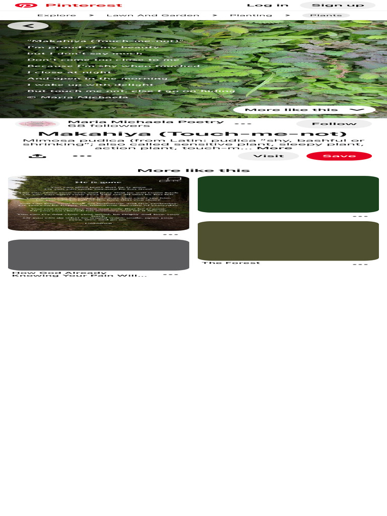Makahiya (Touch-Me-Not) Touch Me, Perennial Flo | PDF
