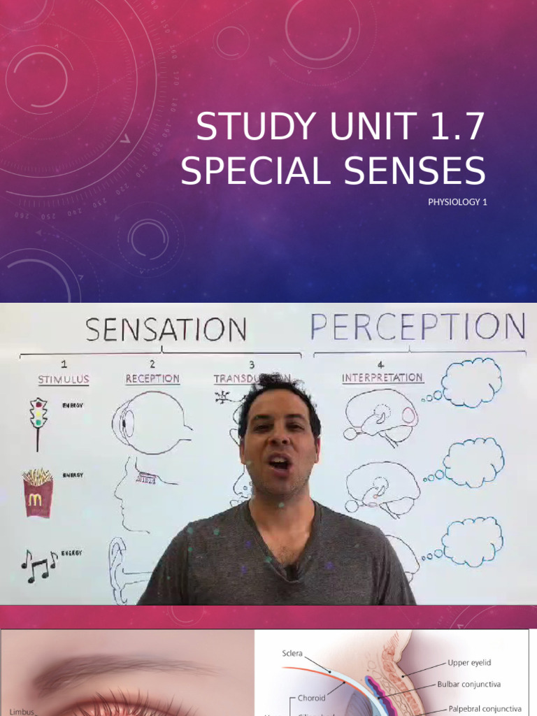 Physiology 1 - SU 1.7 - Special Senses | PDF | Ear | Human Eye