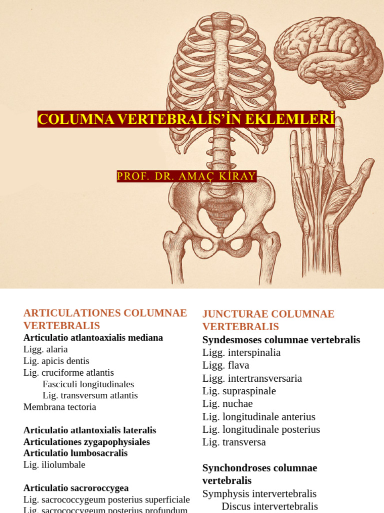 Columna Vertebralis Eklemlerii | PDF