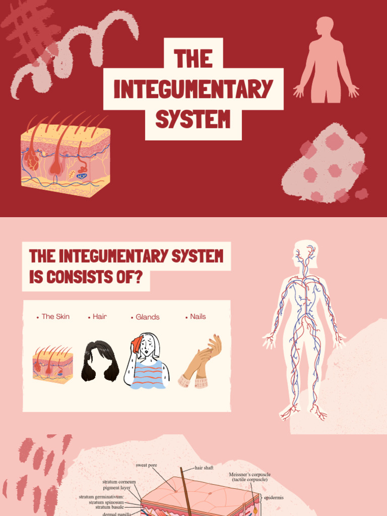 Overview of the Integumentary System | PDF | Integumentary System | Skin
