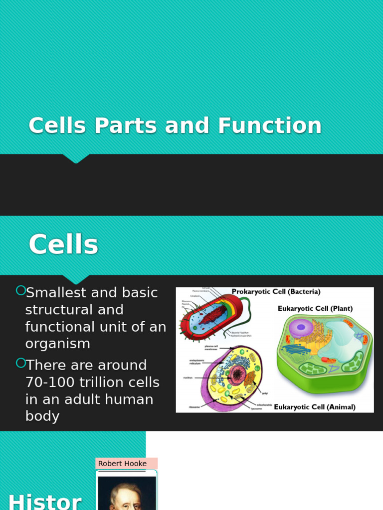 Cells Parts and Function 1 | PDF | Cell (Biology) | Endoplasmic Reticulum