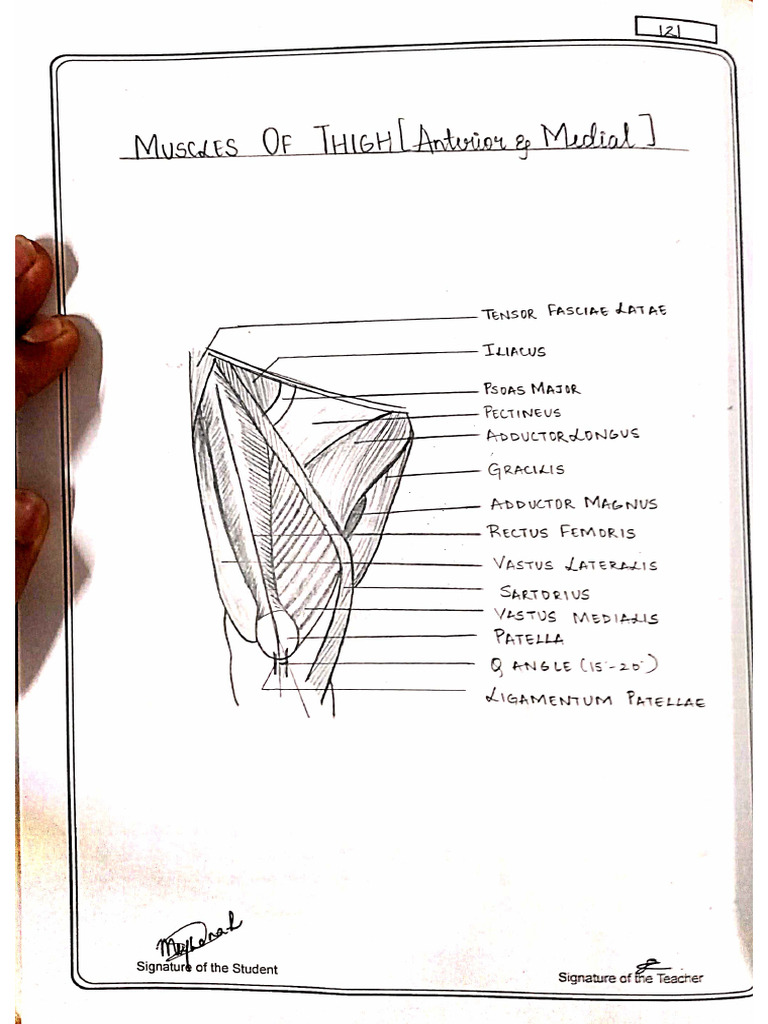 Anatomy Record | PDF
