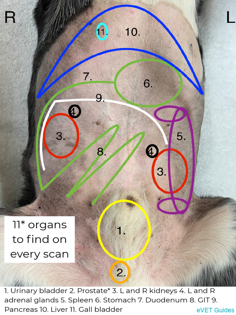 Essential Organs in Every Scan | PDF