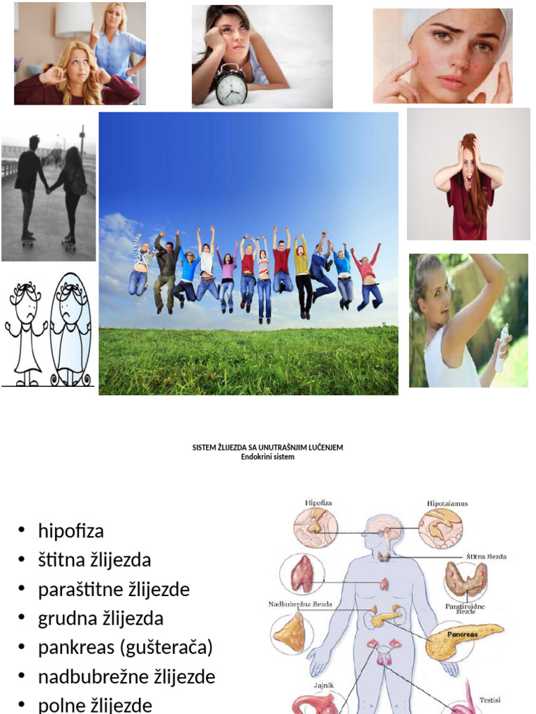 !!!endokrini Sistem | PDF