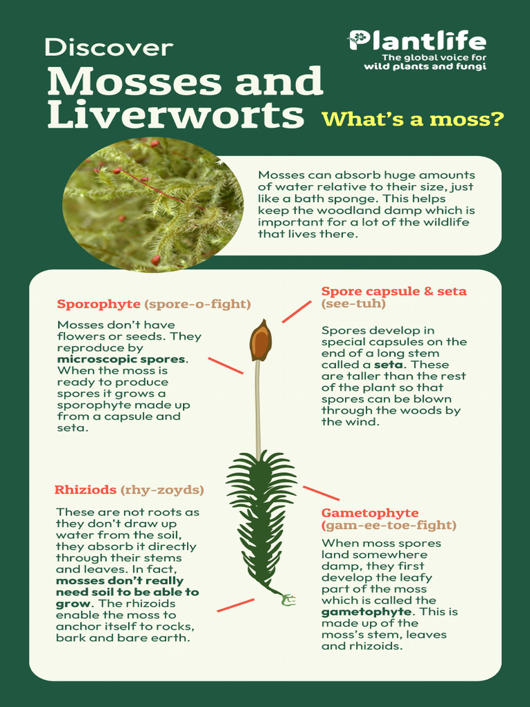 Whats A Moss | PDF
