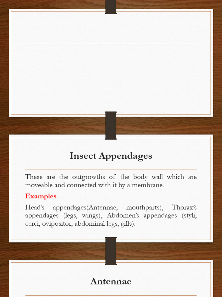 Types of Insect Antennae Explained | PDF | Beetle | Insects