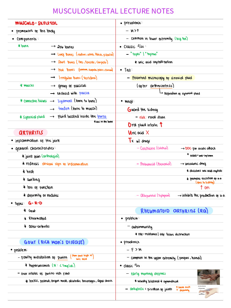 Musculoskeletal Lec Notes | PDF