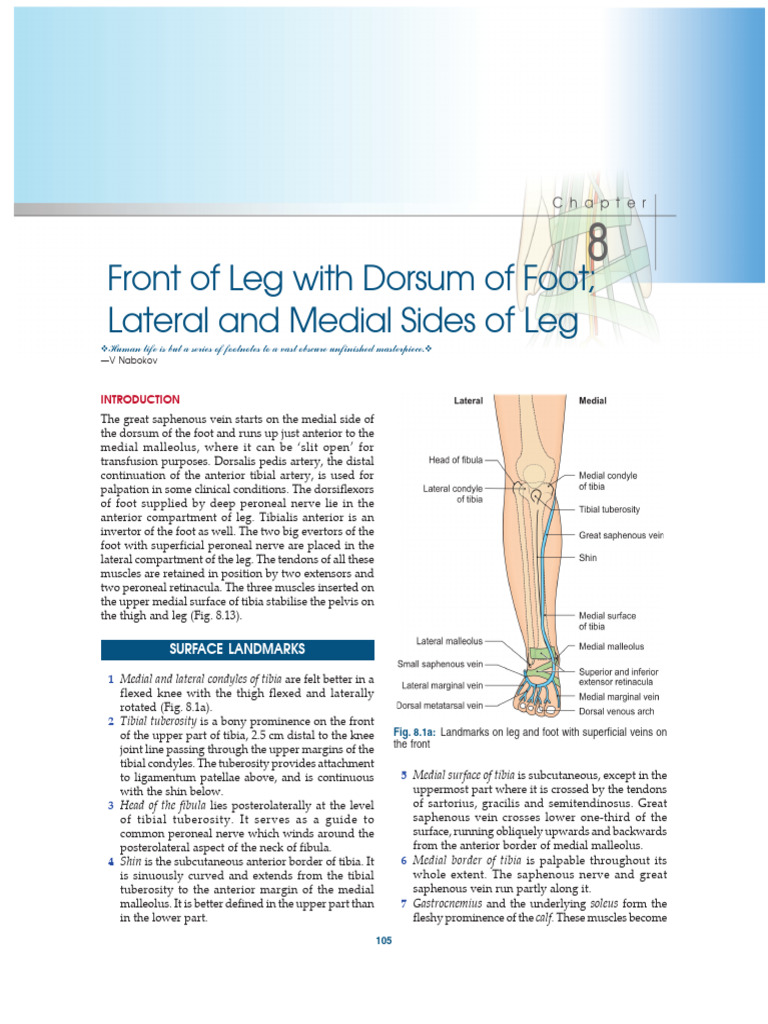 Anterior, Medial, Lateral and Back Aspects of The Leg | PDF | Human Leg ...