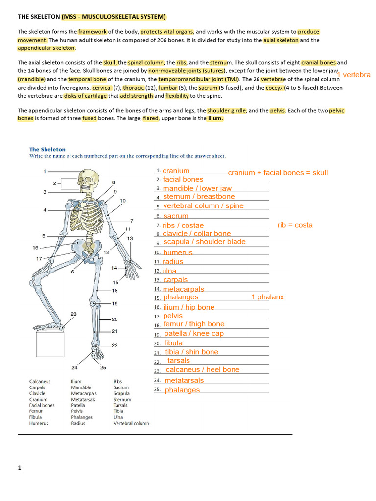 4 The Skeletal System 2021 KK Key 39 40 | PDF | Bone | Knee