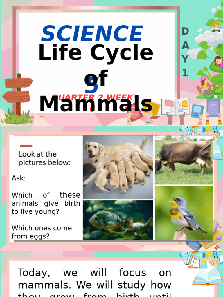 Mammal Life Cycle Overview | PDF | Seedling | Seed