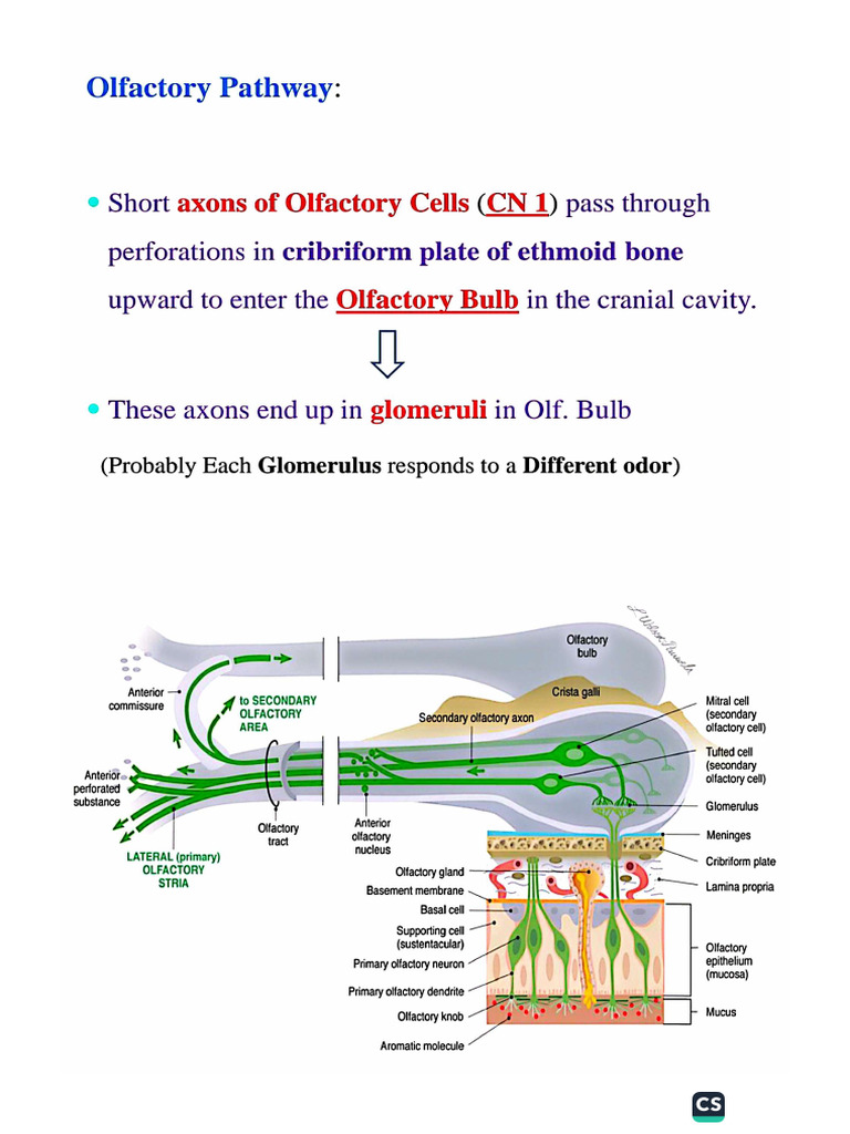 Olfactory Pathway | PDF