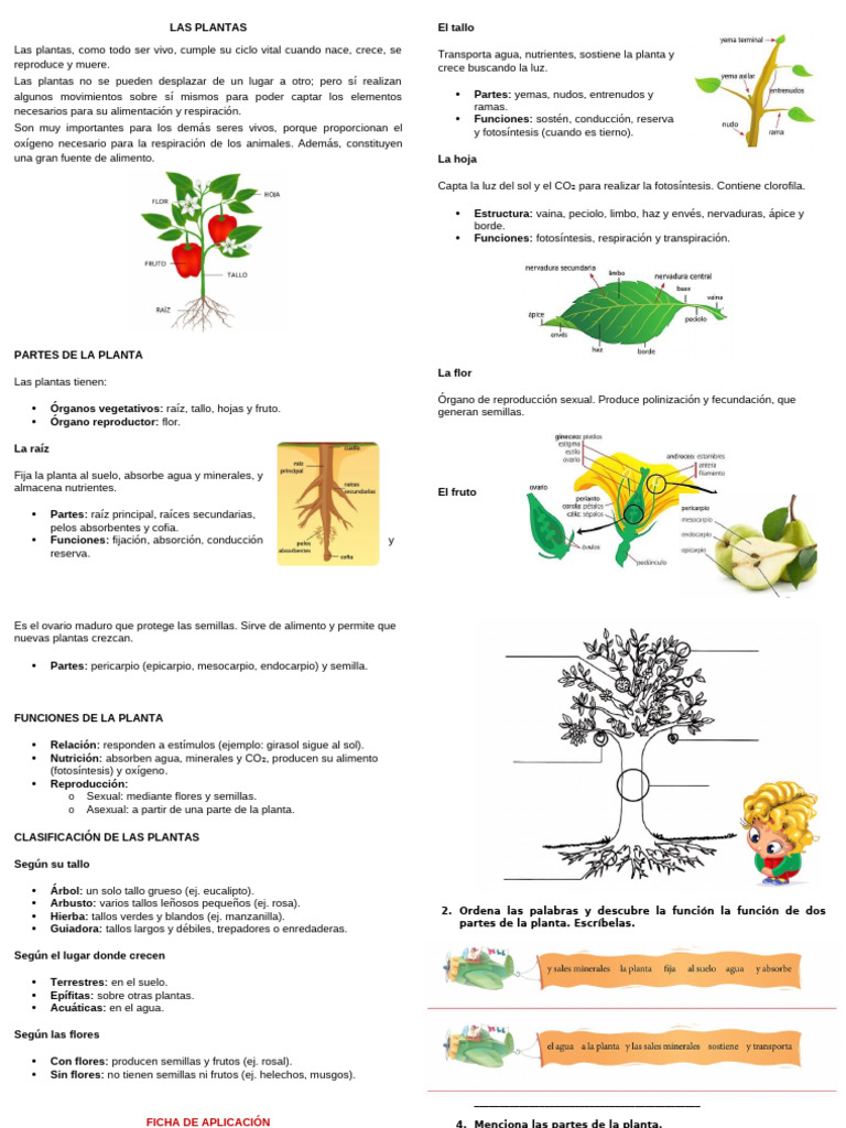 Ficha de Ciencia y Tecnología - Jueves 11 de Septiembre | PDF | Plantas ...