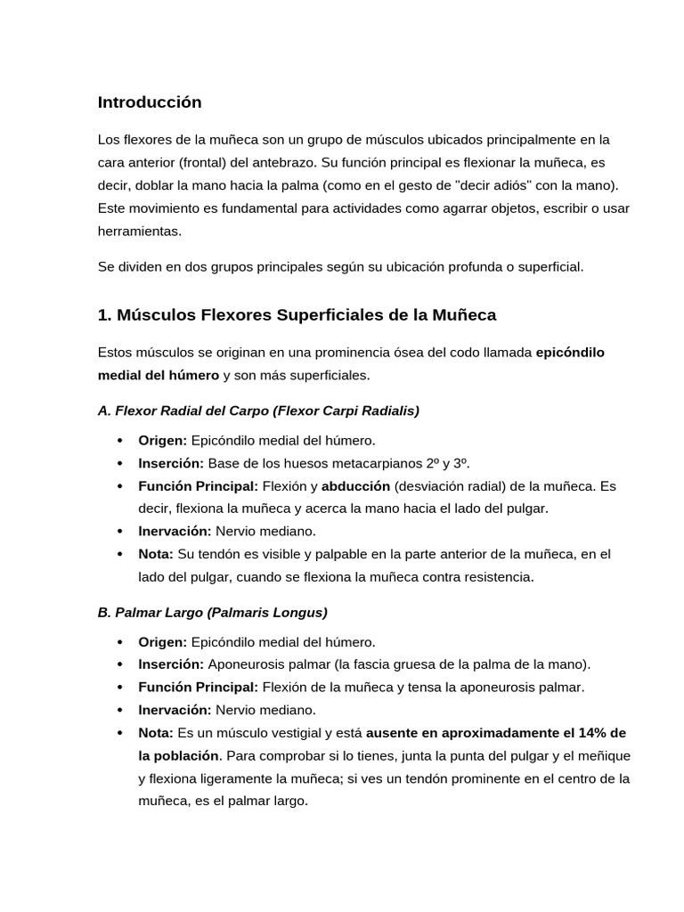 Músculos Flexores y Extensores de Muñeca | PDF | Mano | Sistema ...