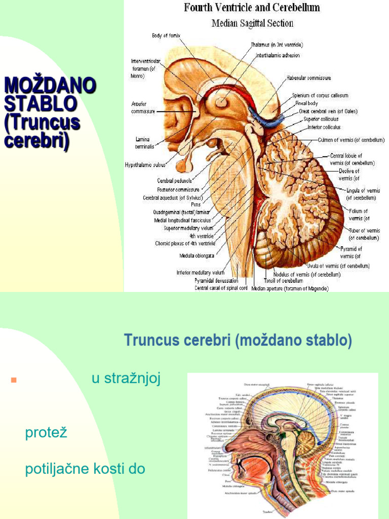 Moždano Stablo | PDF