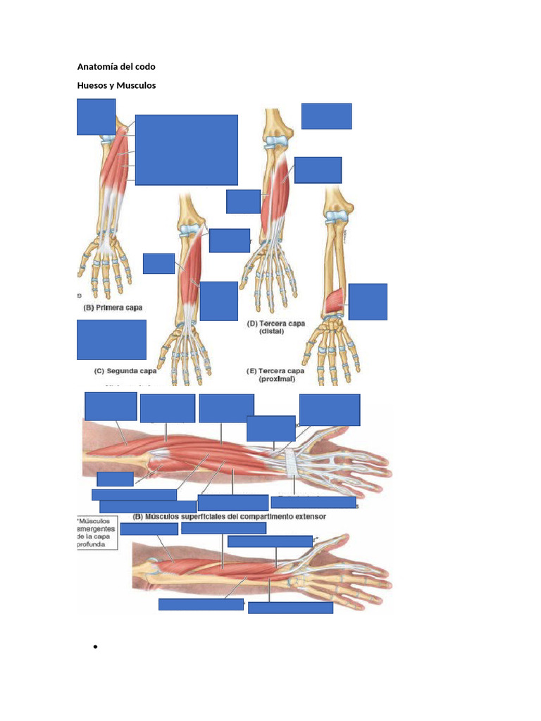 Anatomía del Codo: Huesos y Músculos | PDF | Codo | Mano