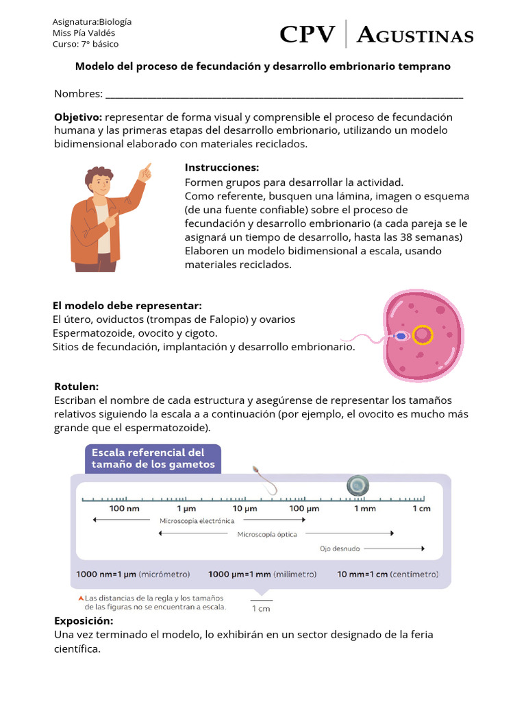 3 - Evaluación Modelo - PDF - 20251011 - 201612 - 0000 | PDF | Fertilización | Embrión