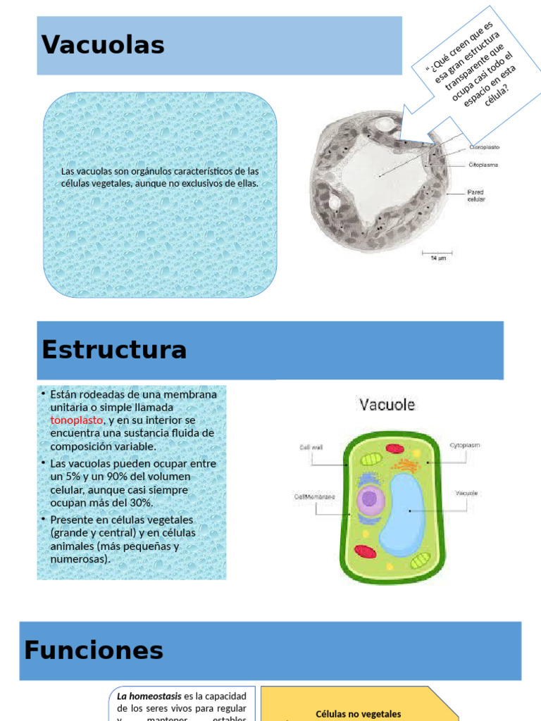 Vacuolas y Membrana Nuclear | PDF | Nucleo celular | Vacuole