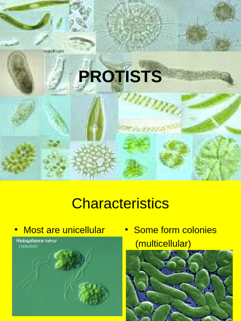 Overview of Protists and Their Types | PDF | Algae | Protozoa